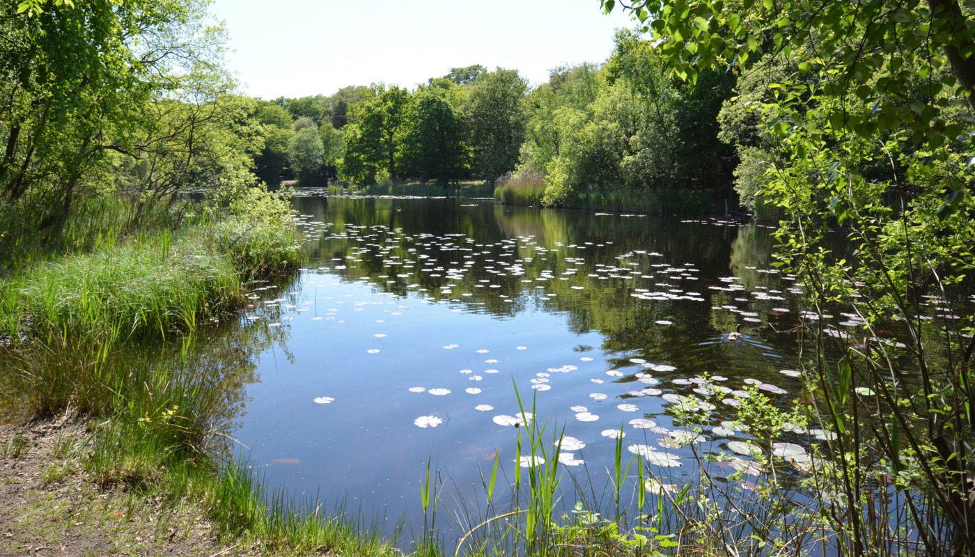Epping Forest, Essex © H1nksy / shutterstock.com