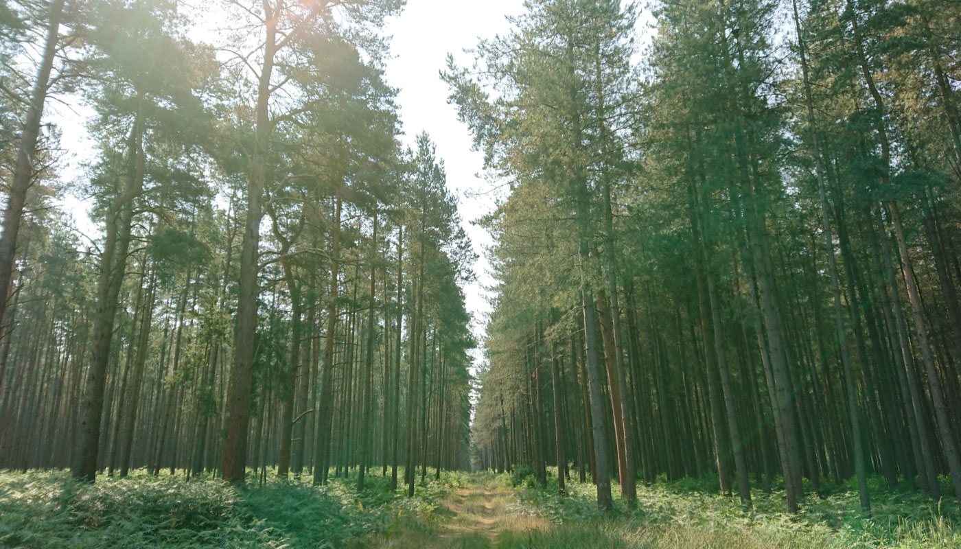Thetford Forest, Suffolk © Samantha Noble / shutterstock.com